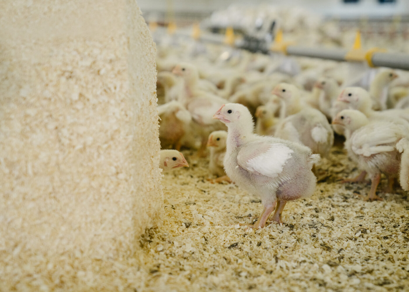 Kyllingtyper hos PRIOR | PRIOR